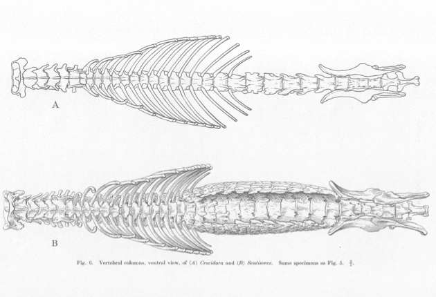 新種龍貓櫛蠶 - PanSci 泛科學