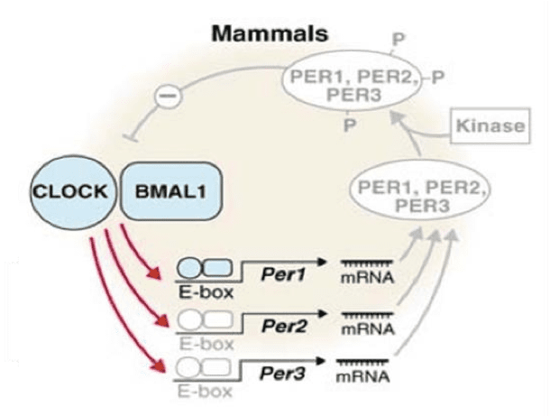 生理時鐘無所不在 - PanSci 泛科學