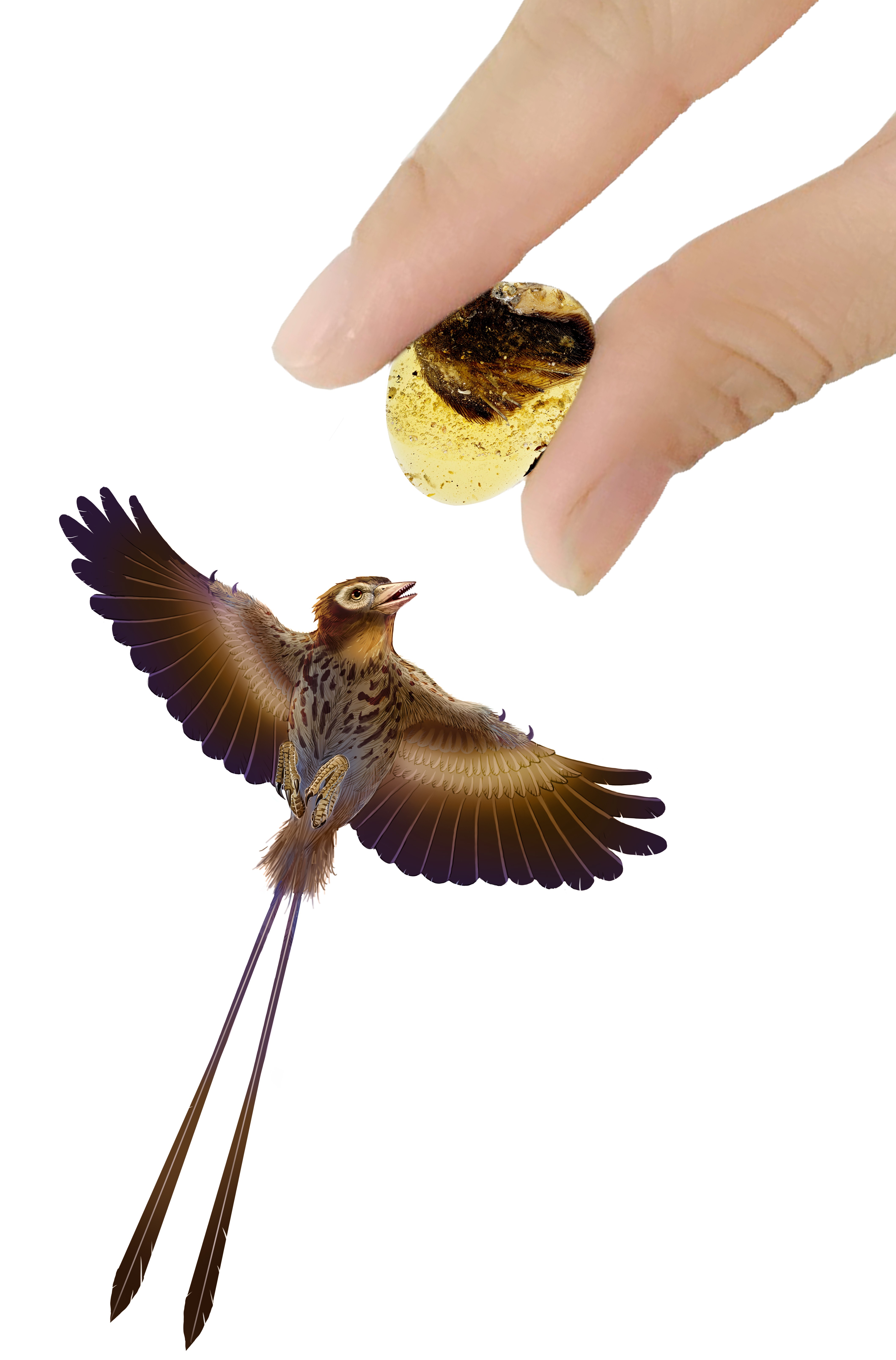 hand, angel wing specimen, and life-size reconstruction of Enantiornis ...