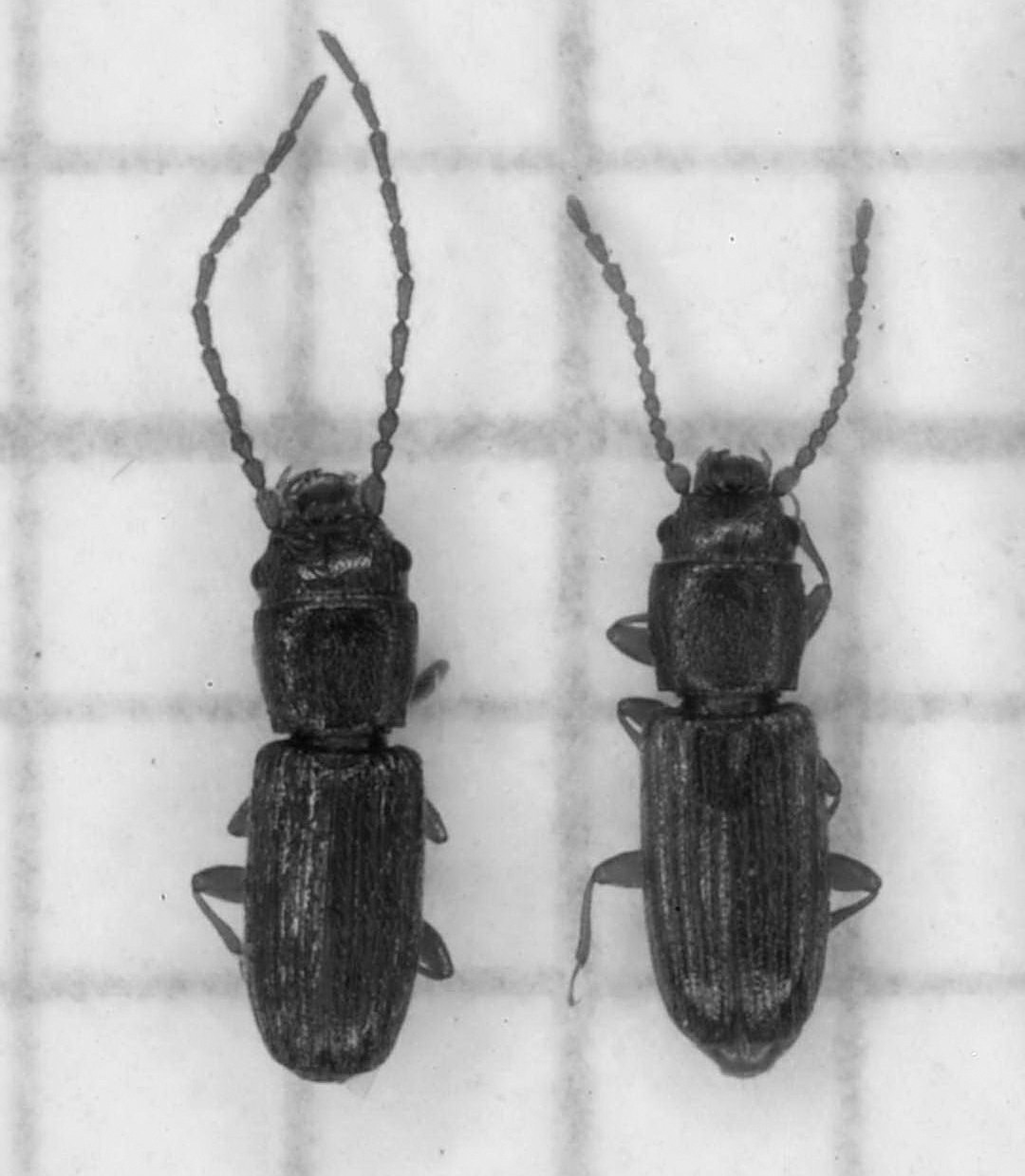 入侵香菇的角胸扁蟲其實最愛麵包──《害蟲偵探事件簿》 - PanSci 泛科學