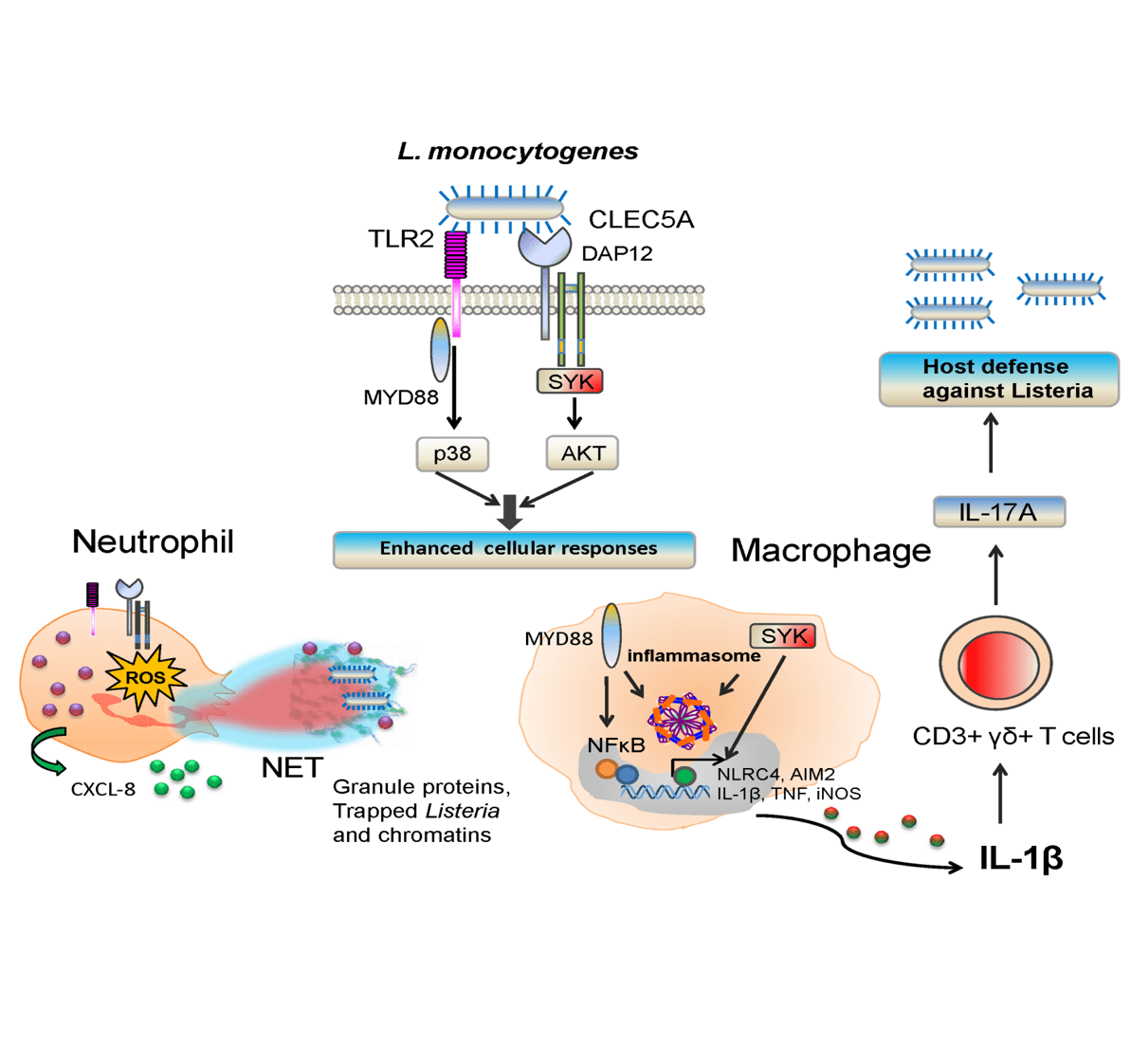 抗菌免疫反應中的關鍵角色：CLEC5A基因 - PanSci 泛科學