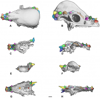 Pachycephalosaurus_ontogeny - PanSci 泛科學