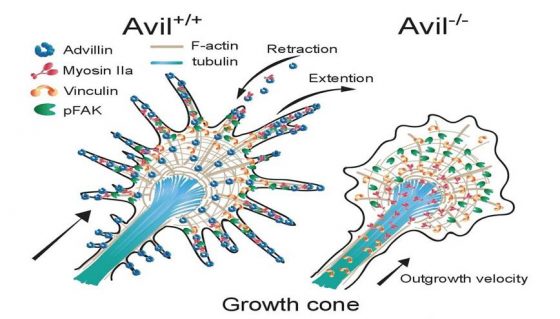 神經細胞細胞骨架蛋白質Advillin揭密：除了協助診斷「神經病變痛」，還可恢復受損神經？ - PanSci 泛科學