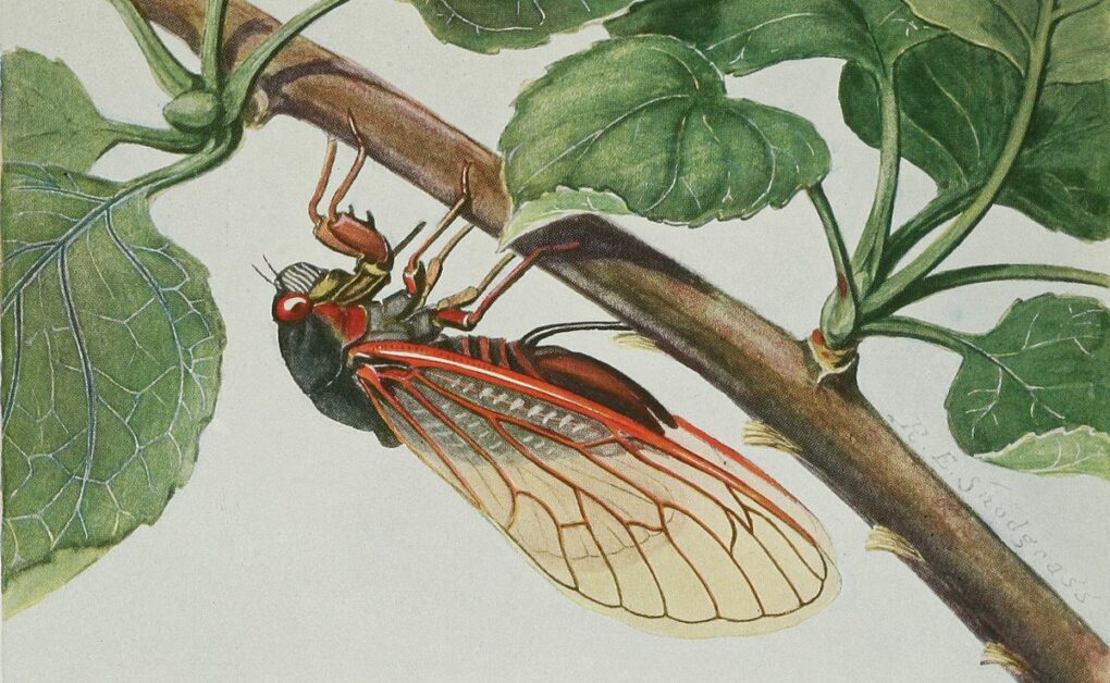 Massospora cicadina - PanSci 泛科學