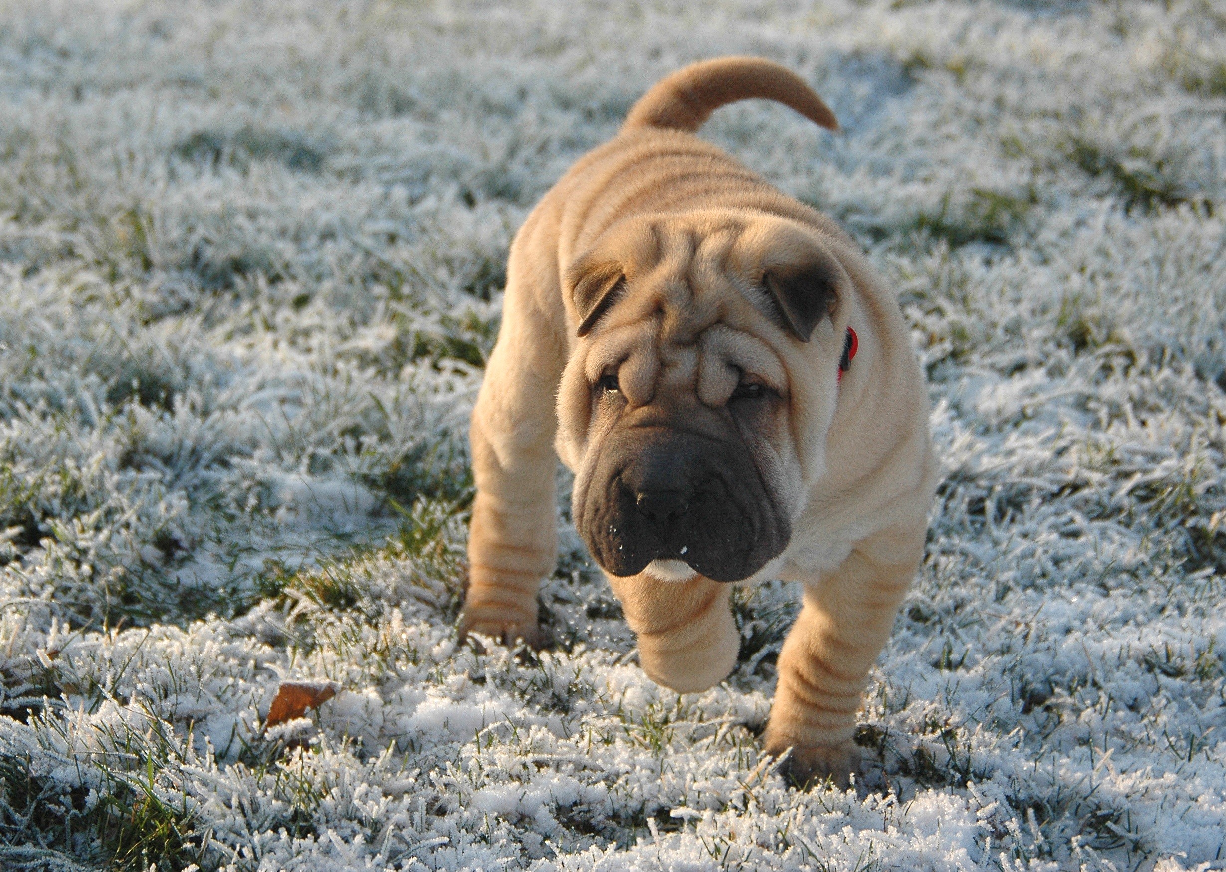 frost-puppy-dog-animal-mammal-vertebrate-1363788-pxhere.com - PanSci 泛科學