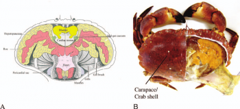 Female-brown-crab-as-seen-from-the-dorsal-side-A-Sketch-of-the-internal ...