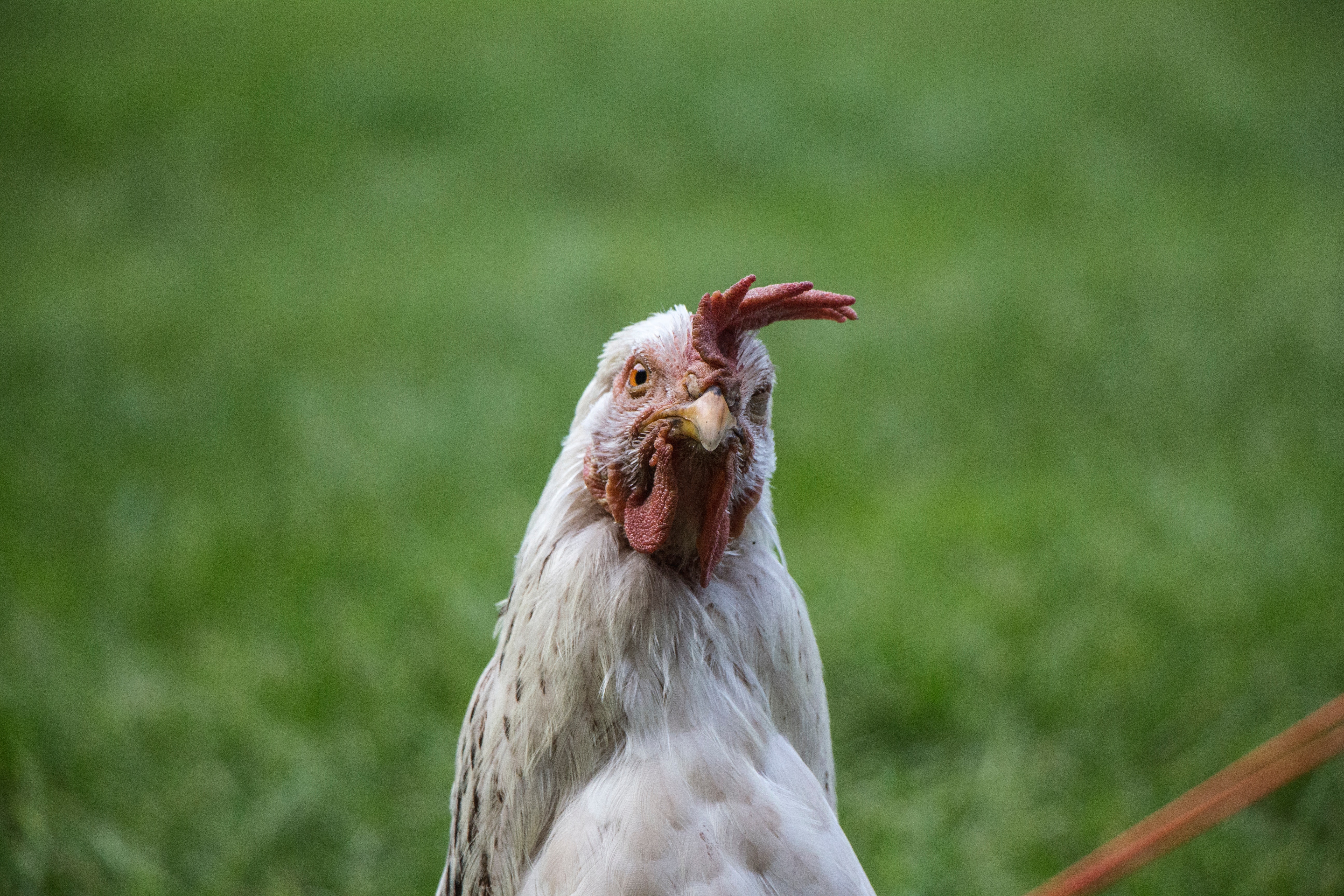 selective-focus-photography-of-white-chicken-1427079 - PanSci 泛科學