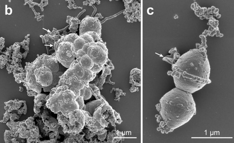 十年養一菌！普羅米修斯古生菌，加入洛基、索爾的阿斯嘉殿堂 - PanSci 泛科學