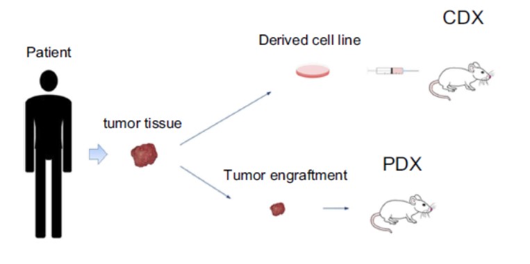 CDX和PDX示意 - PanSci 泛科學