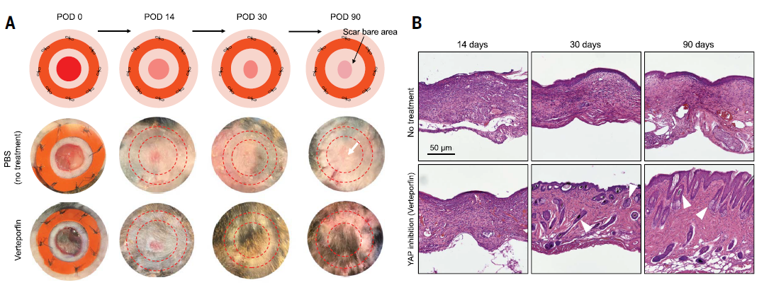 螢幕擷取畫面-2021-05-18-231239-1 - PanSci 泛科學