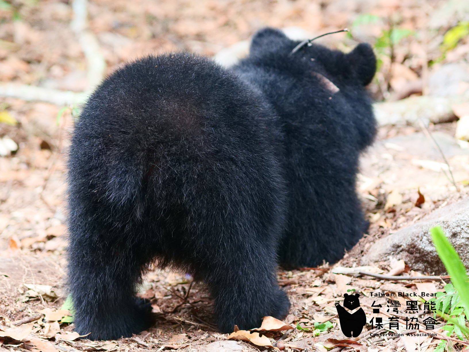 台灣曾是有熊國，台灣黑熊——《水獺與朋友們記得的事》 - PanSci 泛科學