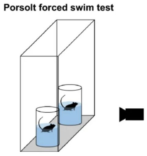 【鼠科學】這也是鼠那也是鼠，囓齒目傻傻分不清楚？鼠年帶你看看牠們！ - PanSci 泛科學