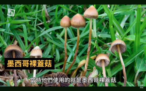 鑑識故事系列：娛樂性用藥「六角楓葉」 2C-B 的危險 - PanSci 泛科學